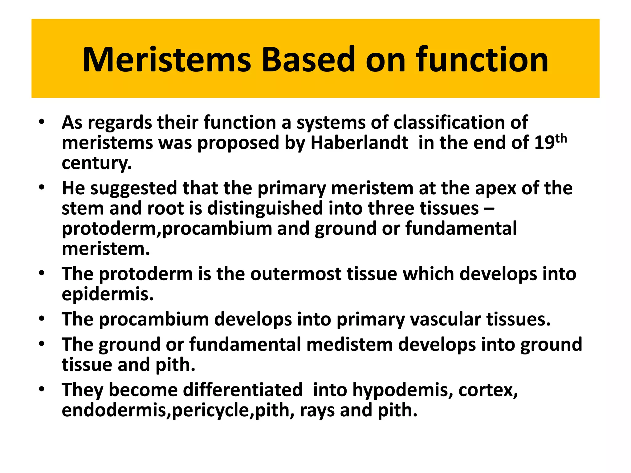 Clasification of meristem .apical meristem | PPTX