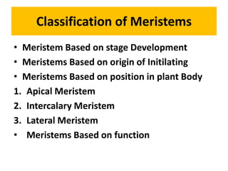 Clasification of meristem .apical meristem | PPTX