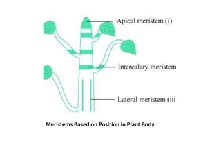 Clasification of meristem .apical meristem | PPTX