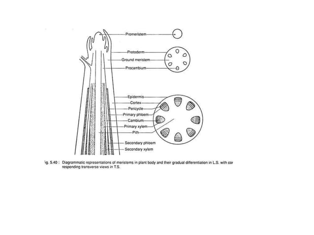 Clasification of meristem .apical meristem