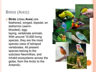 Clasification of species | PPT