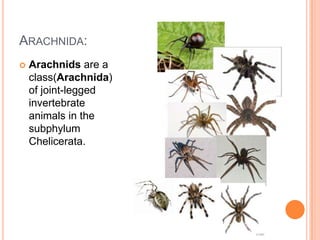 Clasification of species | PPTX