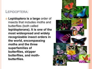 Clasification of species | PPT