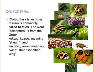 Clasification of species | PPT