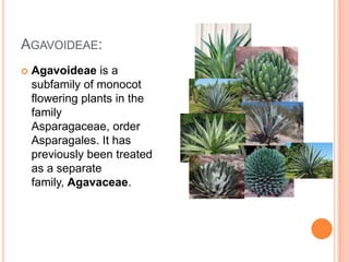 Clasification of species | PPT