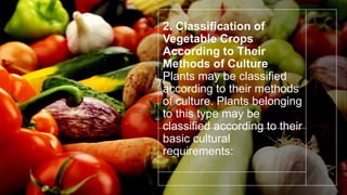 Horticulture Classification of vegetables.pptx