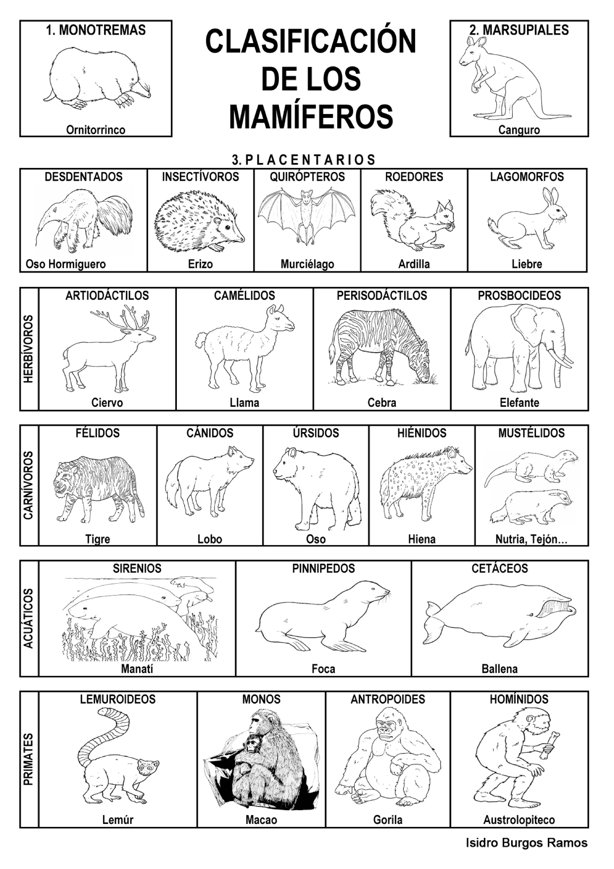 Clasificación de mamiferos | PDF