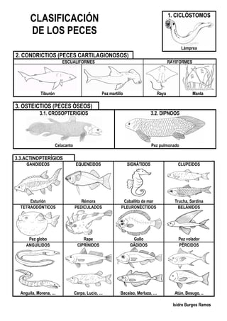 Clasificación de peces | PDF