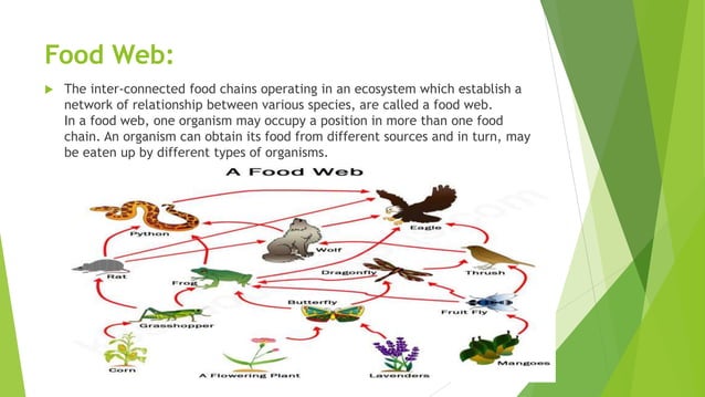 Class 10-chapter-15-our environment | PPTX