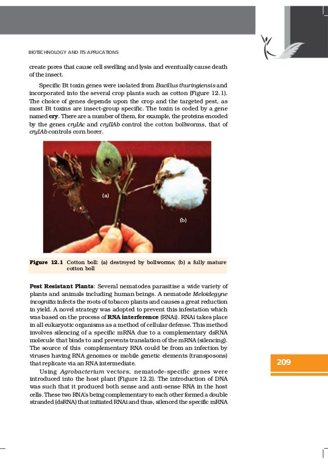 NCERT Books Class 12 Biology Chapter 12 BioTechnology and Its Applica…
