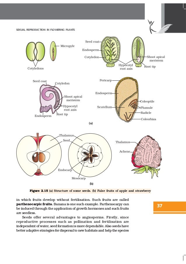 Ncert Books Class 12 Biology Chapter 2 Sexual Reproduction In Floweri…