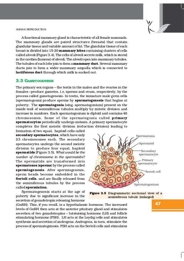 Ncert Books Class 12 Biology Chapter 3 Human Reproduction Free