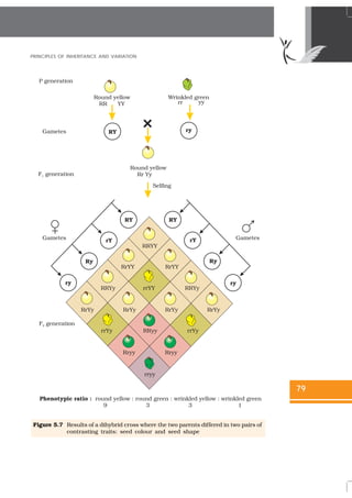 NCERT Books Class 12 Biology Chapter 5 Principles of Inheritance | PDF