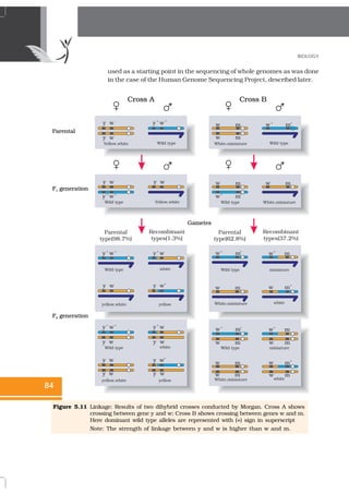 NCERT Books Class 12 Biology Chapter 5 Principles of Inheritance | PDF