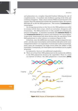 NCERT Books Class 12 Biology Chapter 6 Molecular basis of Inheritance | PDF