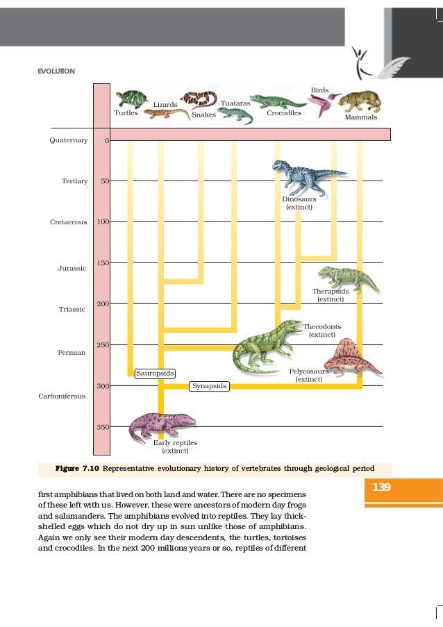 NCERT Books Class 12 Biology Chapter 7 Evolution