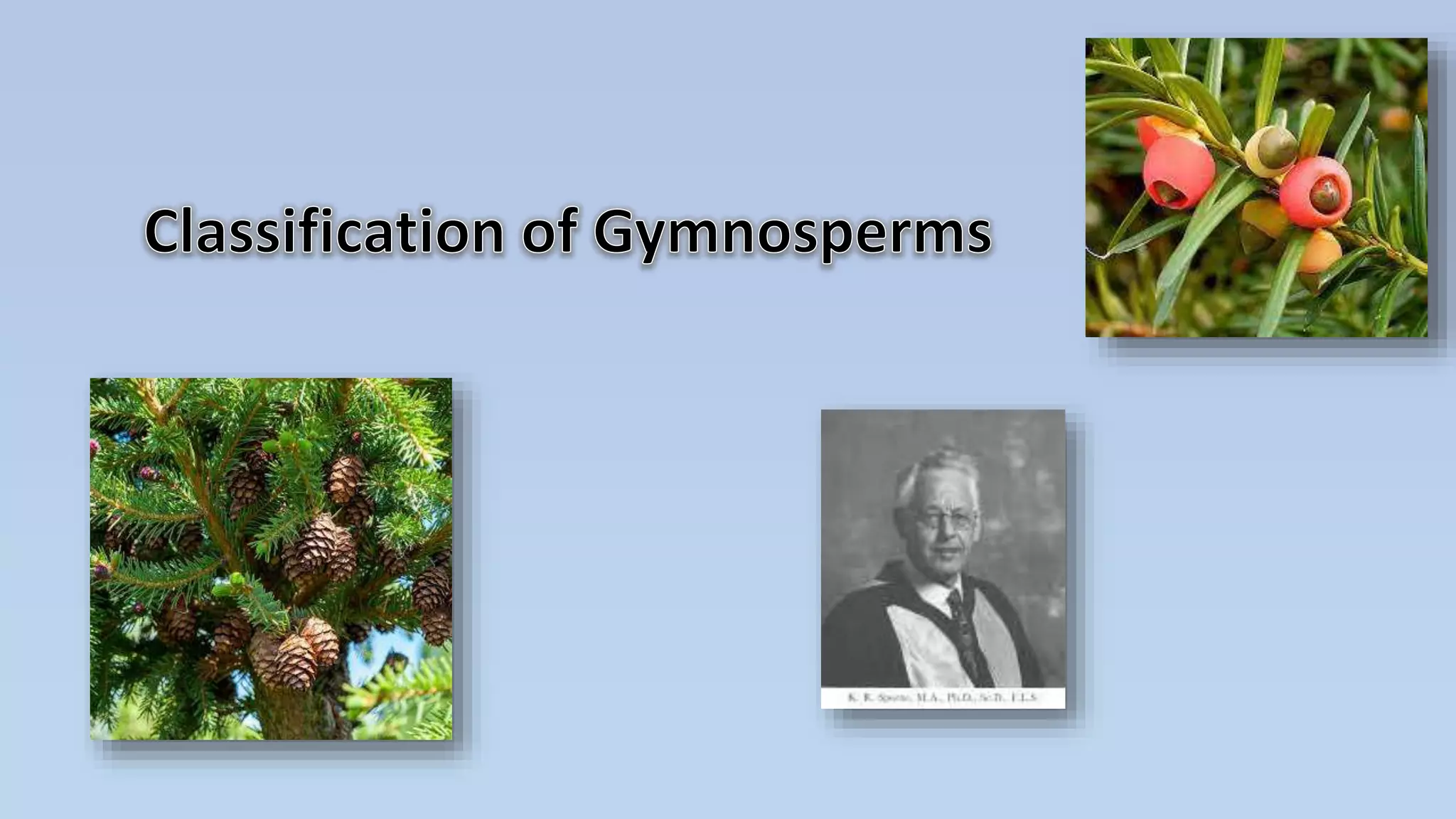 Classification of Gymnosperms (K.R.Sporne).pptx