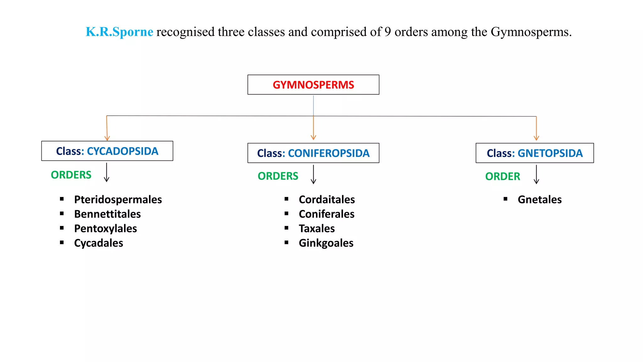 Classification of Gymnosperms (K.R.Sporne).pptx