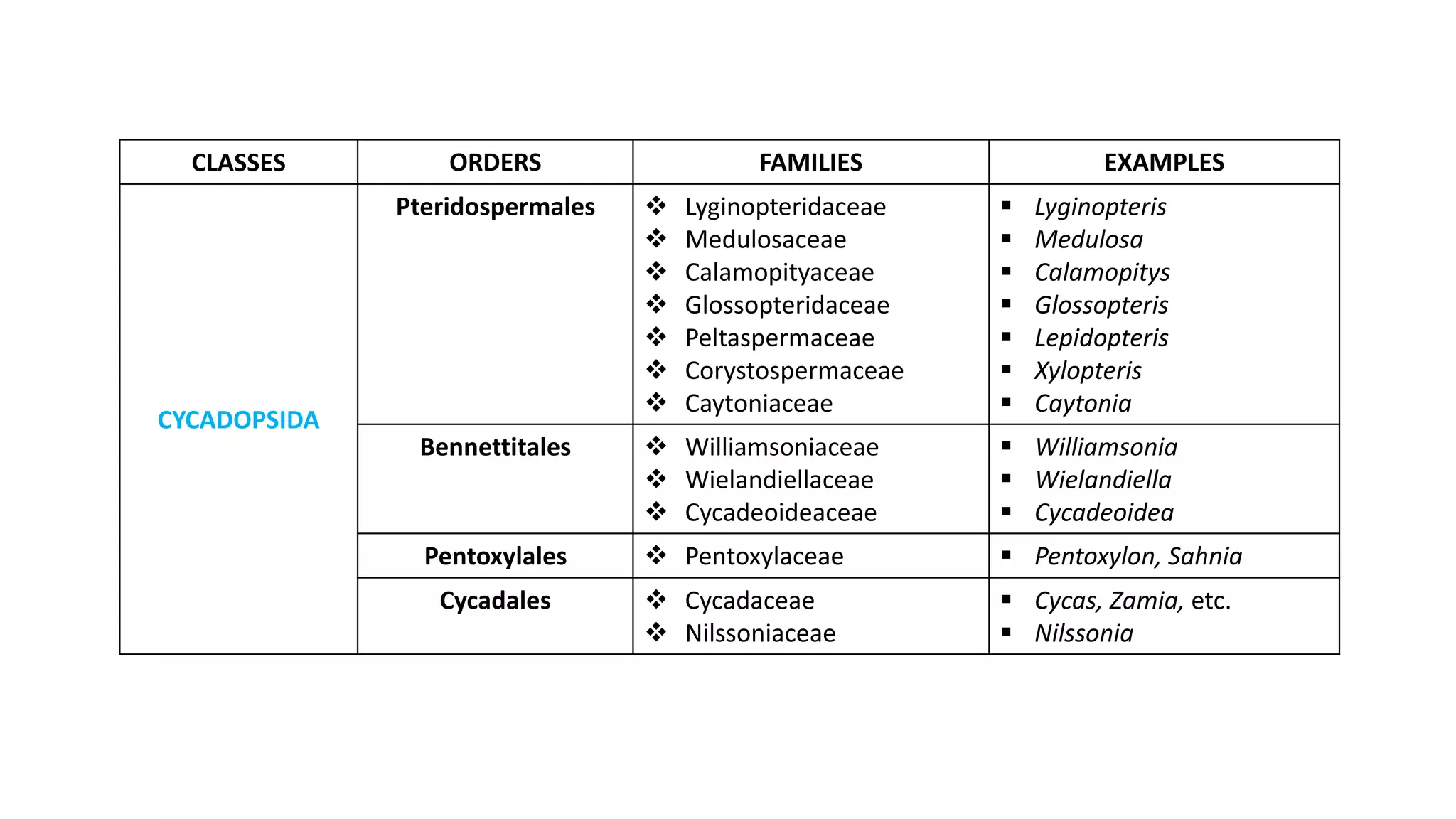 Classification of Gymnosperms (K.R.Sporne).pptx