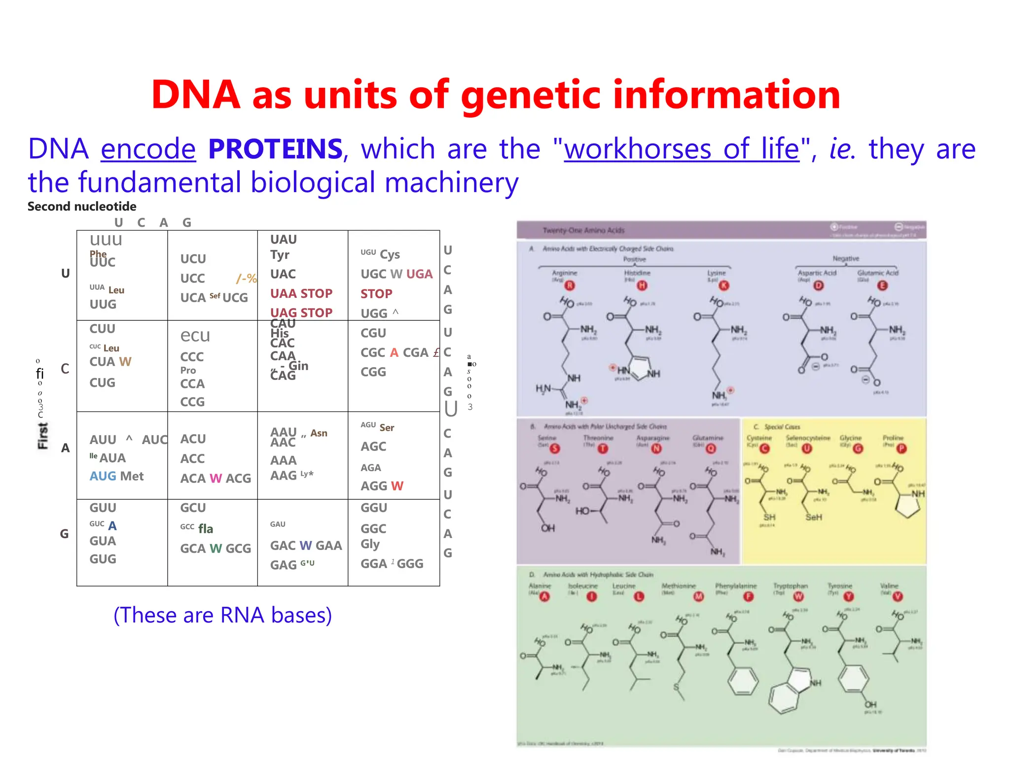 A class about Biophysics Introduction and history of biophysicist | PPT