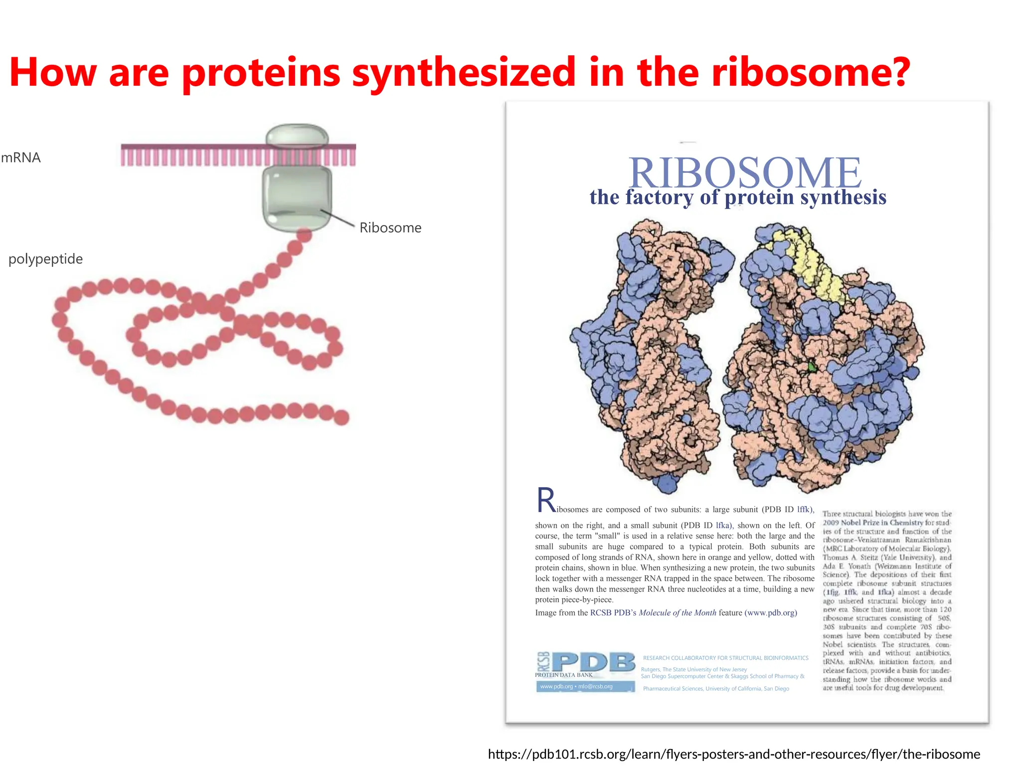 A class about Biophysics Introduction and history of biophysicist | PPT
