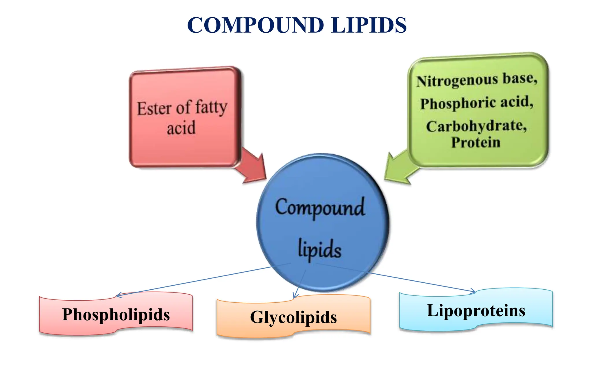 class -2 Simple & Compound lipids.pptx | Chemistry | Science