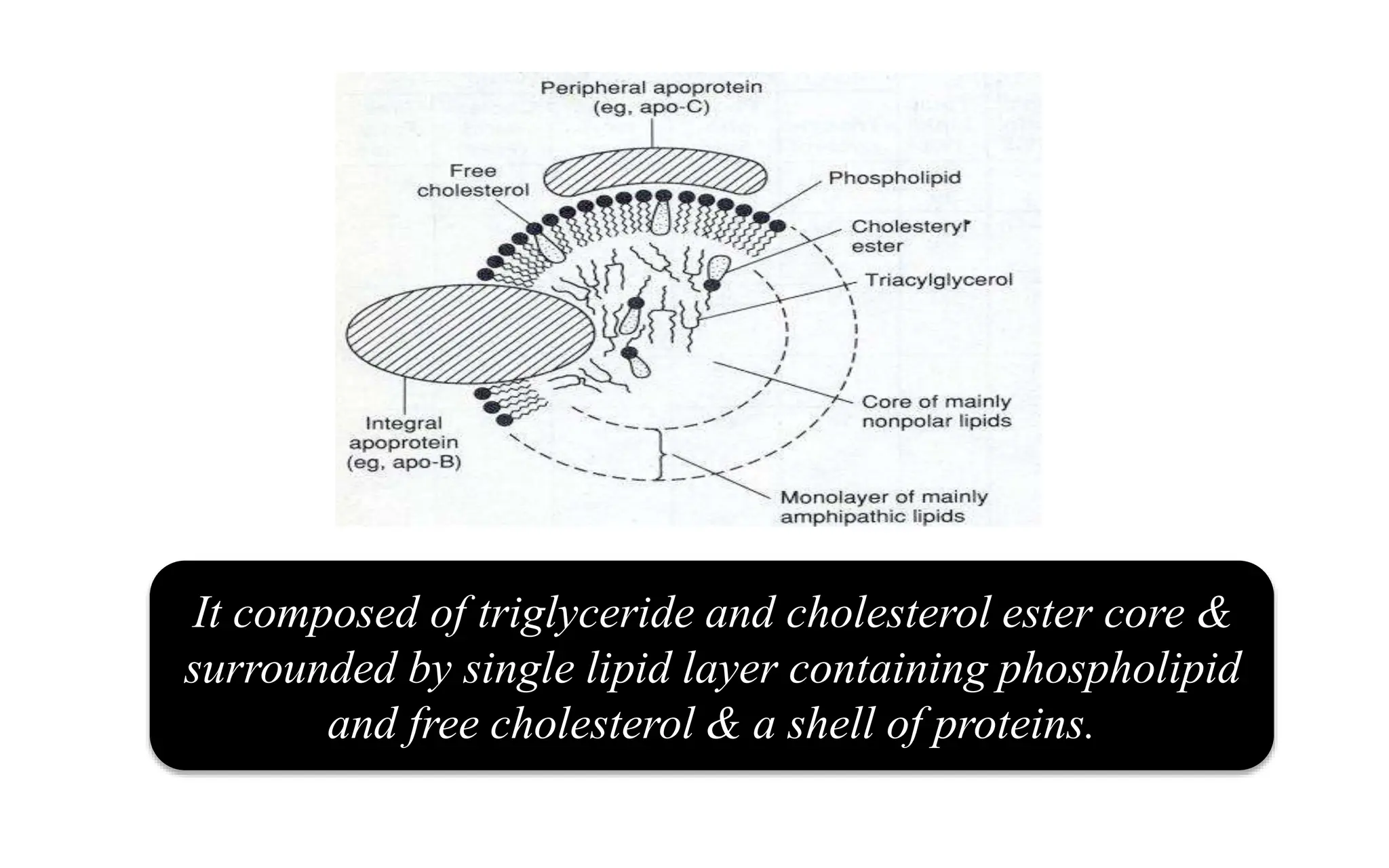 class -2 Simple & Compound lipids.pptx