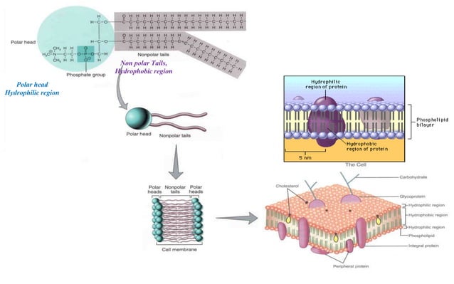 class -2 Simple & Compound lipids.pptx | Chemistry | Science