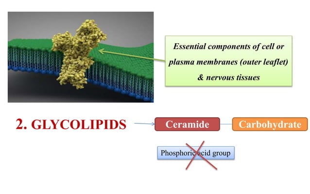 class -2 Simple & Compound lipids.pptx | Chemistry | Science