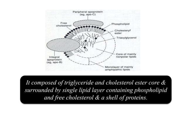 class -2 Simple & Compound lipids.pptx | Chemistry | Science