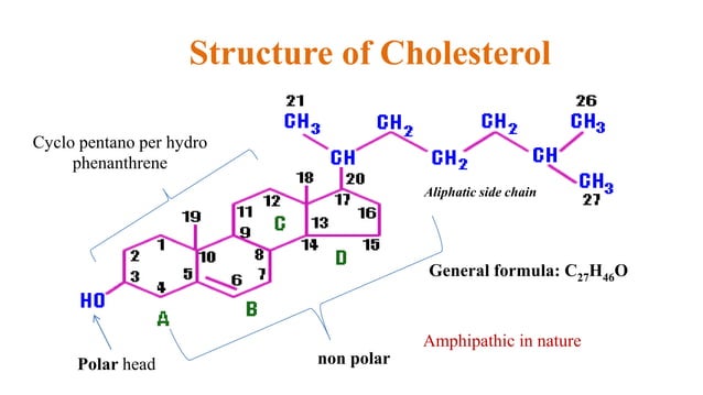 class-3 Derived lipids (steorids).pptx | Lung and Respiratory Health ...