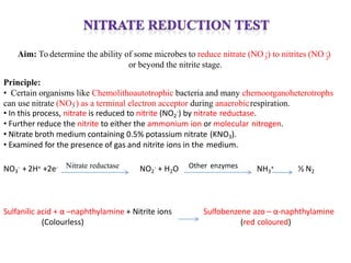 Class-5, Identification of microbes.pptx