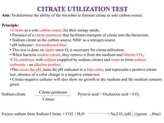 Class-6, Identification of microbes.pptx