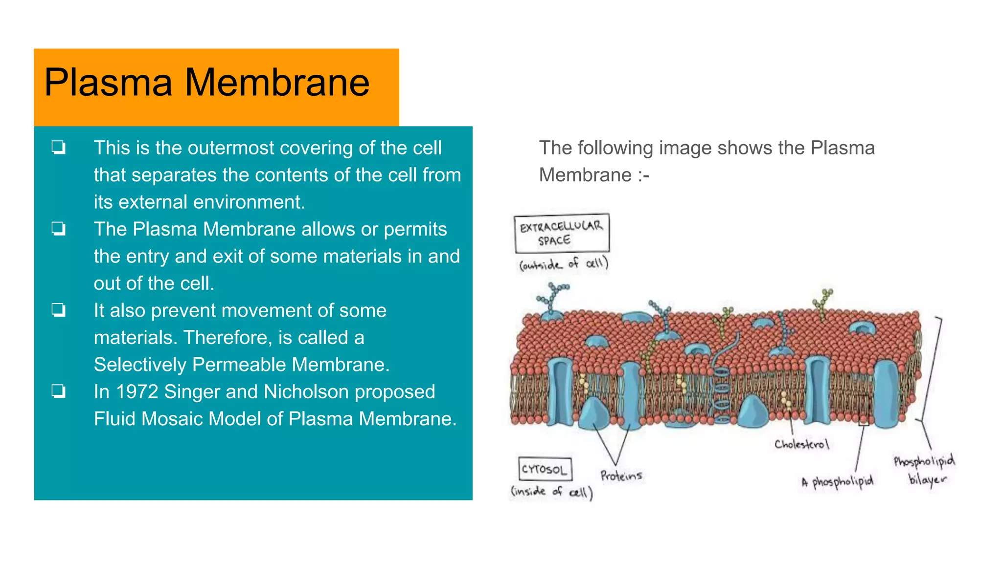 Class 9 biology chapter 1 | PDF