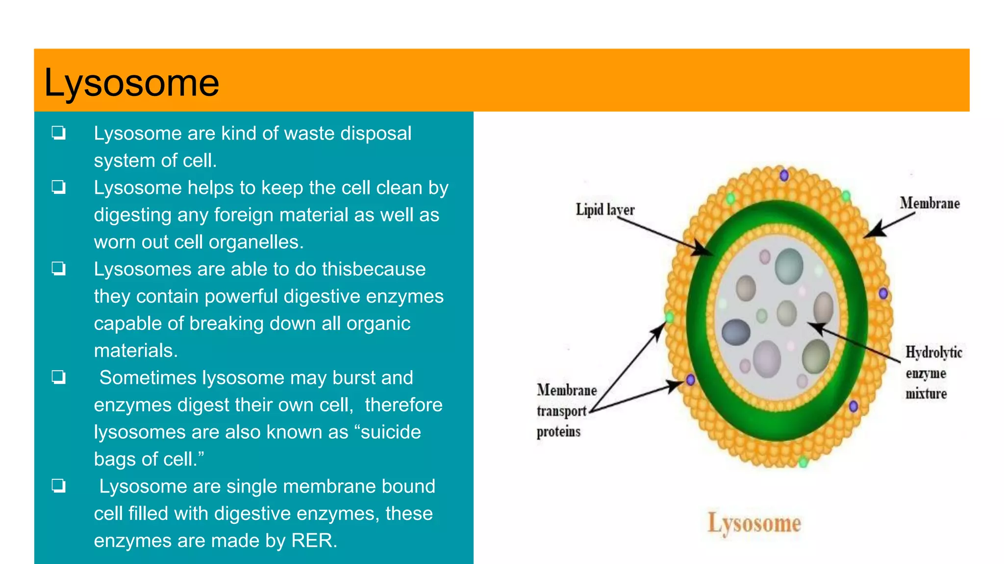 Class 9 biology chapter 1 | PDF