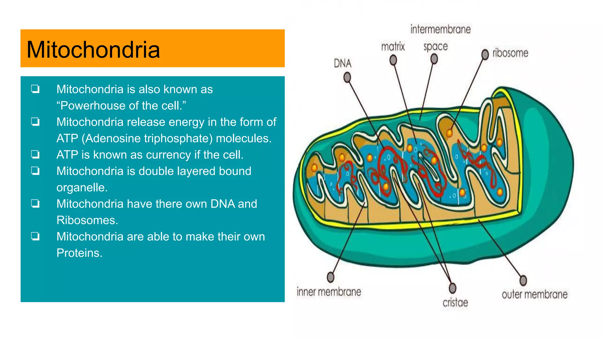 Class 9 biology chapter 1 | PDF