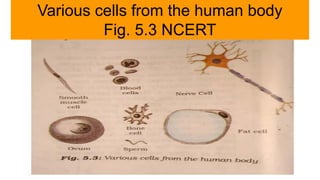 Class 9 biology chapter 1 | PDF