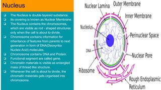 Class 9 biology chapter 1 | PDF