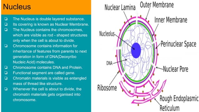 Class 9 biology chapter 1 | PDF