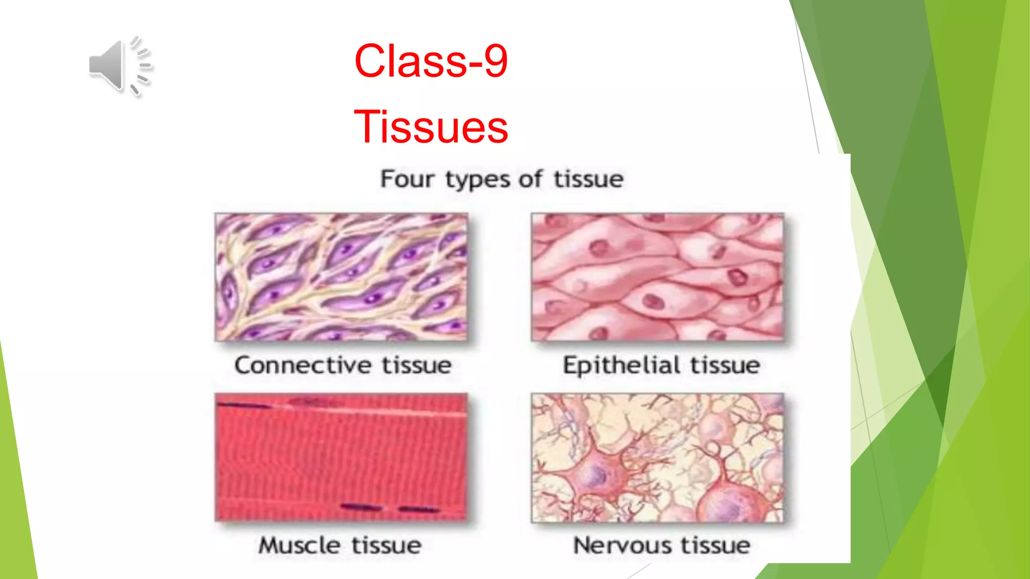 Class-9, Ch-6 Tissues ppt.pptx