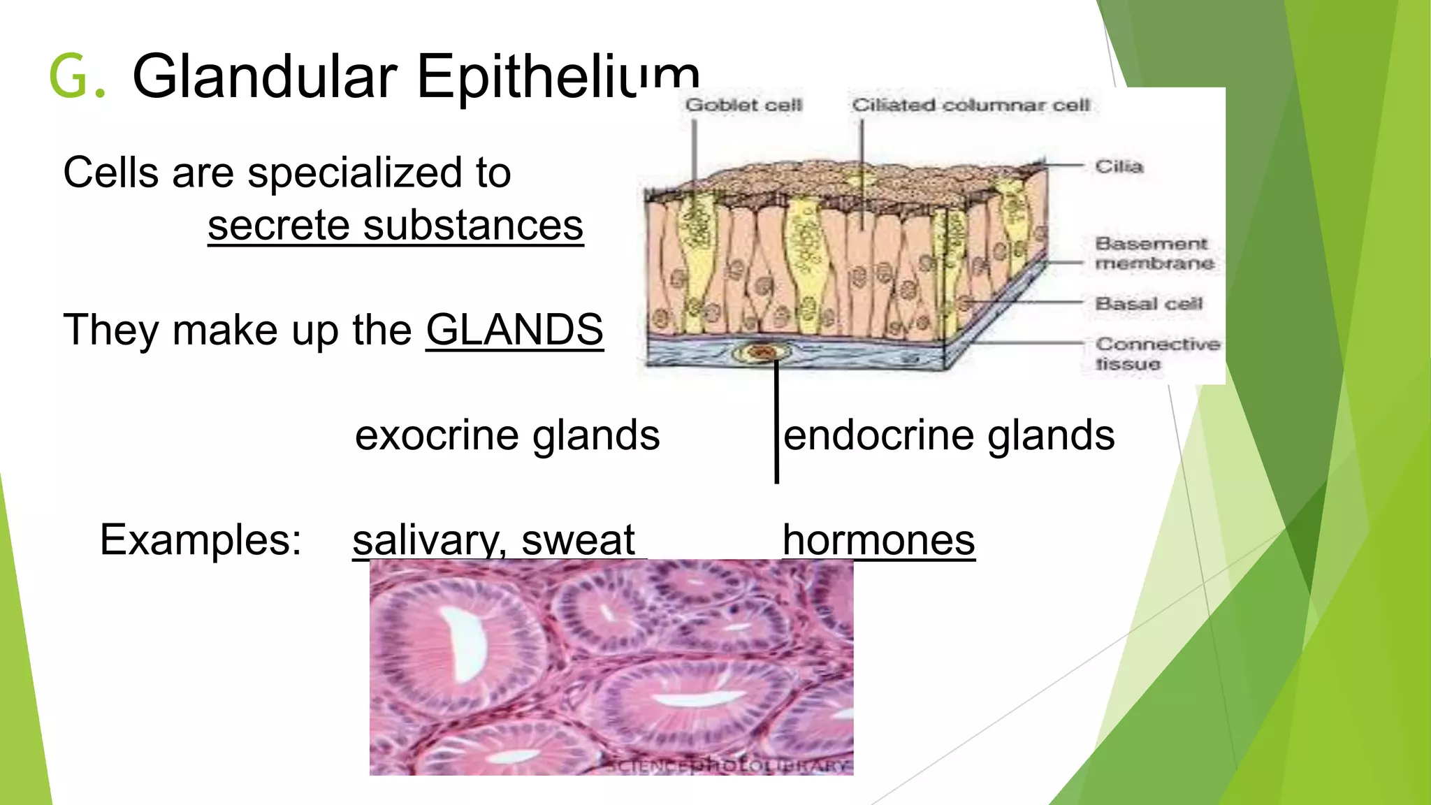 Class-9, Ch-6 Tissues ppt.pptx