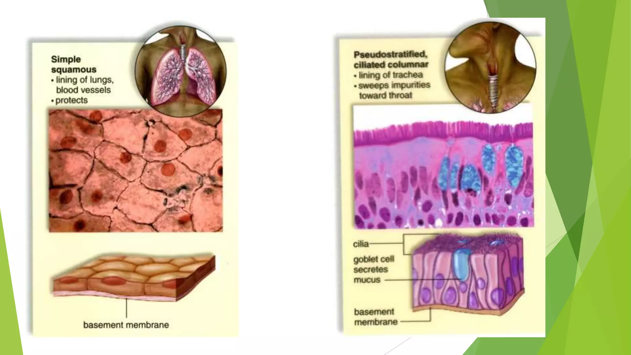 Class-9, Ch-6 Tissues ppt.pptx