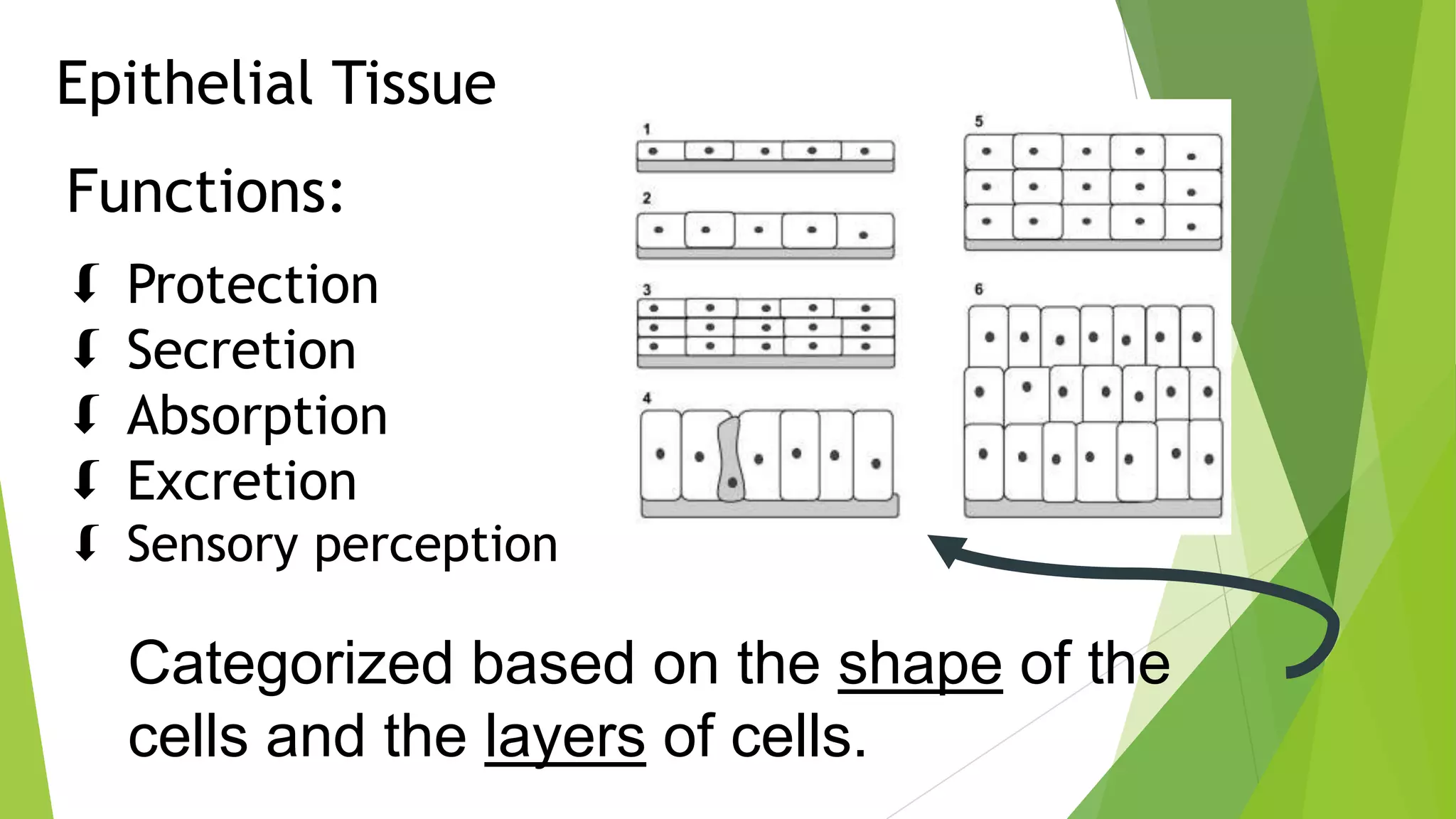 Class-9, Ch-6 Tissues ppt.pptx