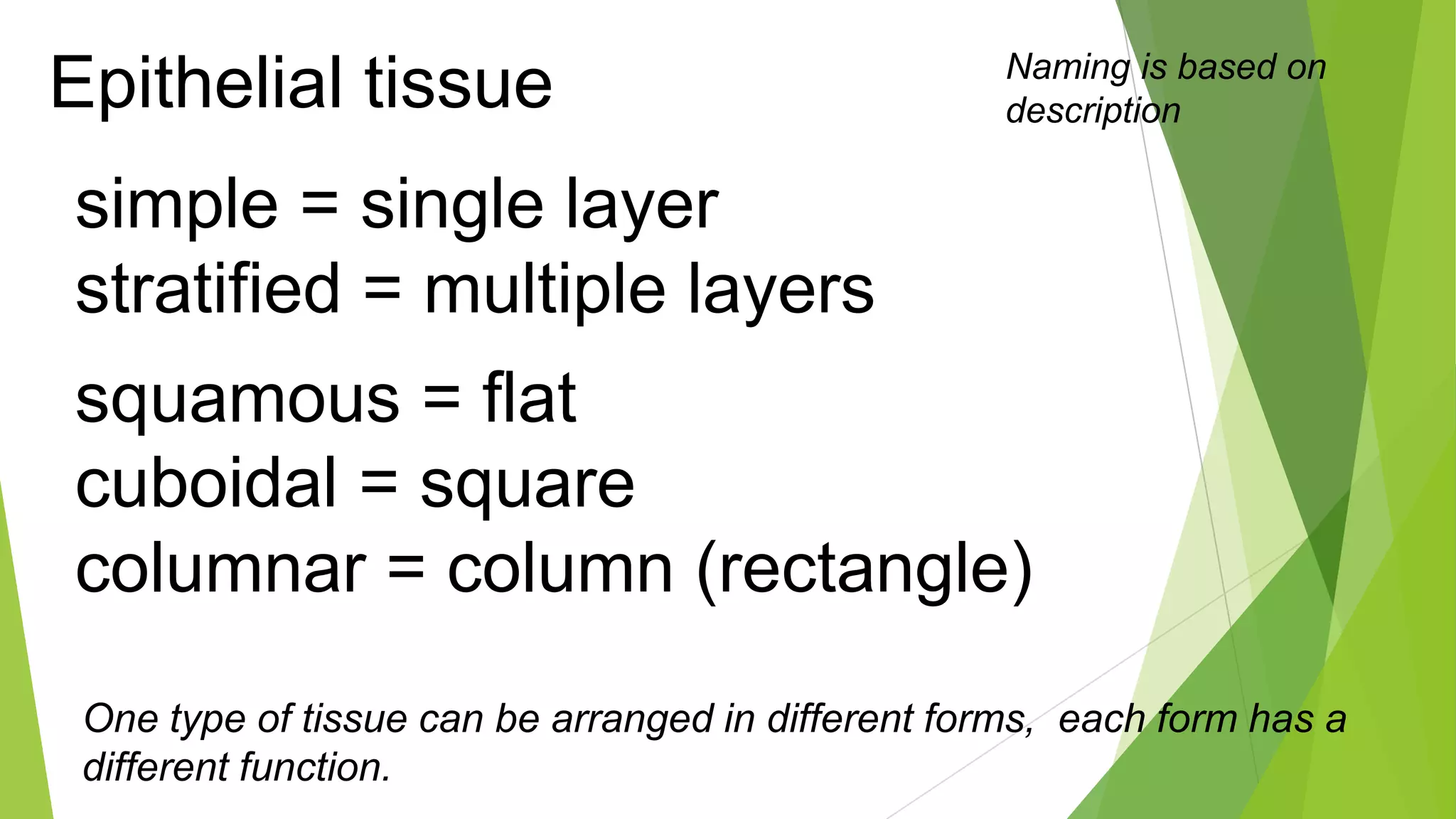Class-9, Ch-6 Tissues ppt.pptx