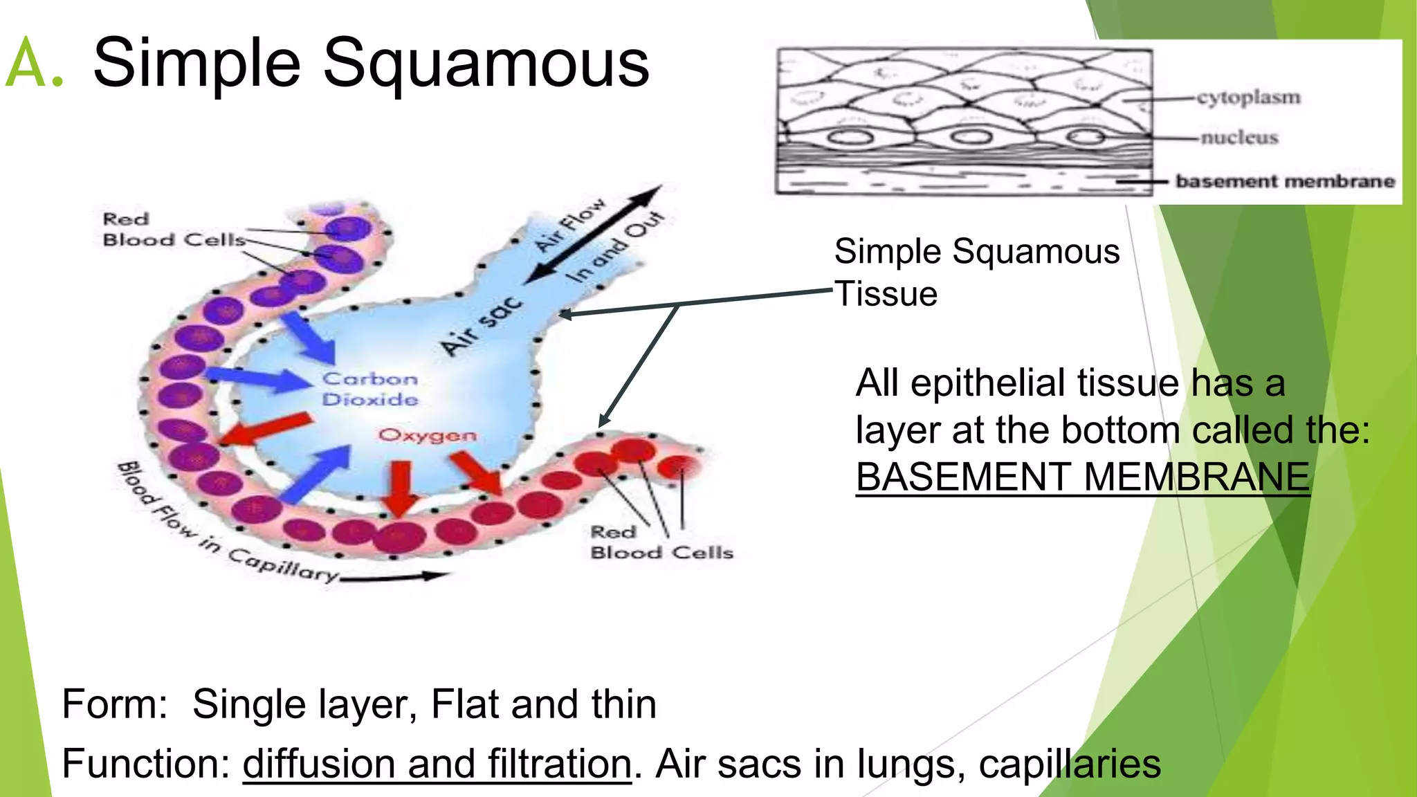 Class-9, Ch-6 Tissues ppt.pptx