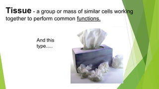 Class-9, Ch-6 Tissues ppt.pptx