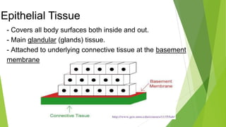 Class-9, Ch-6 Tissues ppt.pptx