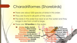 Class aves List | PPTX