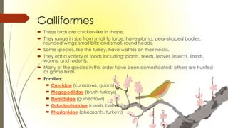 Class aves List | PPTX