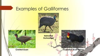 Class aves List | PPTX